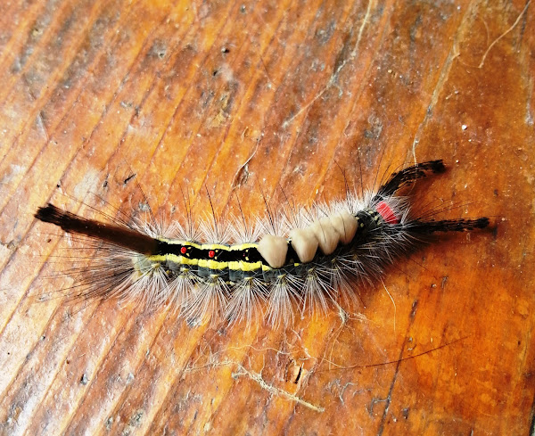 White-marked Tussock Moth Caterpillar | Project Noah