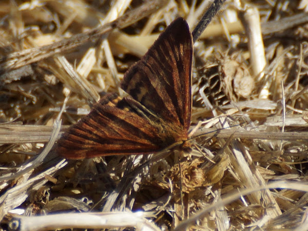 Raspberry Pyrausta moth | Project Noah