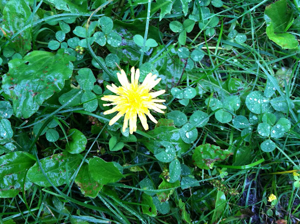 Dandelion | Project Noah