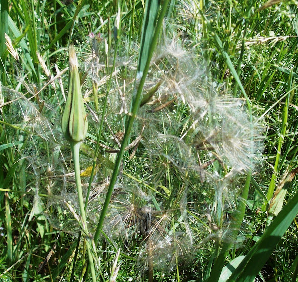 Yellow Goat's Beard (wildflower) | Project Noah
