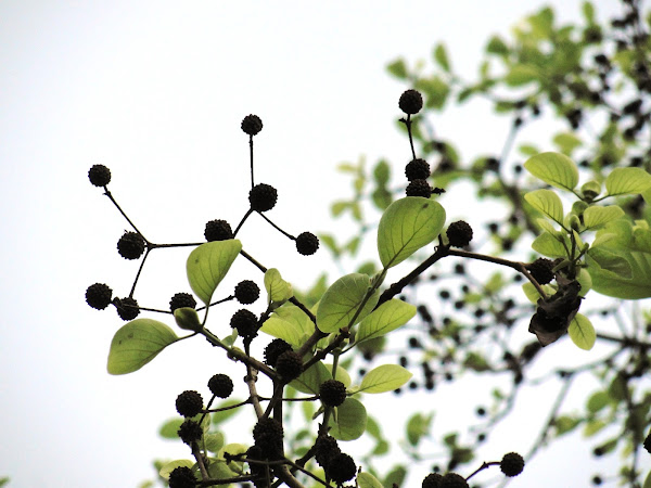 कदम्ब Kadamb | Project Noah