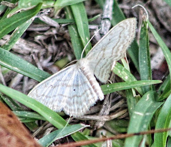 Dot-Lined Wave Moth | Project Noah
