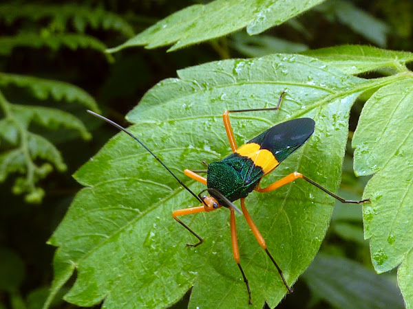 insecto | Project Noah