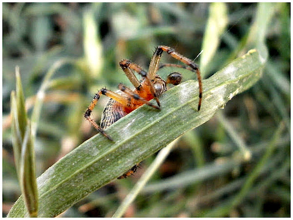 Alpaida Spider. | Project Noah