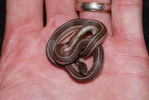 Lined snake | Project Noah