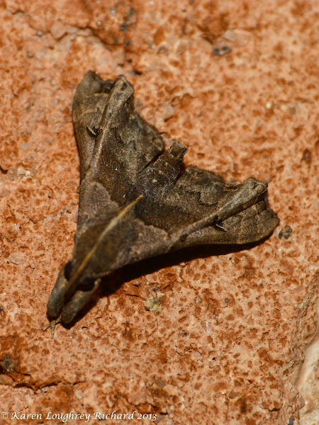 Faint-spotted palthis | Project Noah