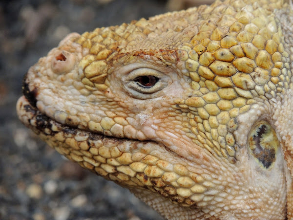 Galapagos land iguana | Project Noah