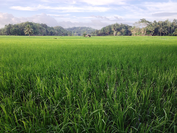 Rice, Palay, Humay | Project Noah