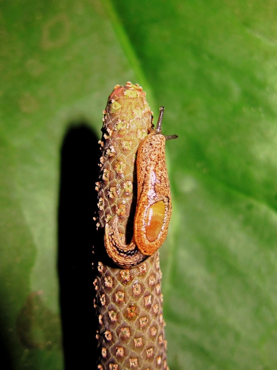 Yellow-shelled Semi-Slugs | Project Noah