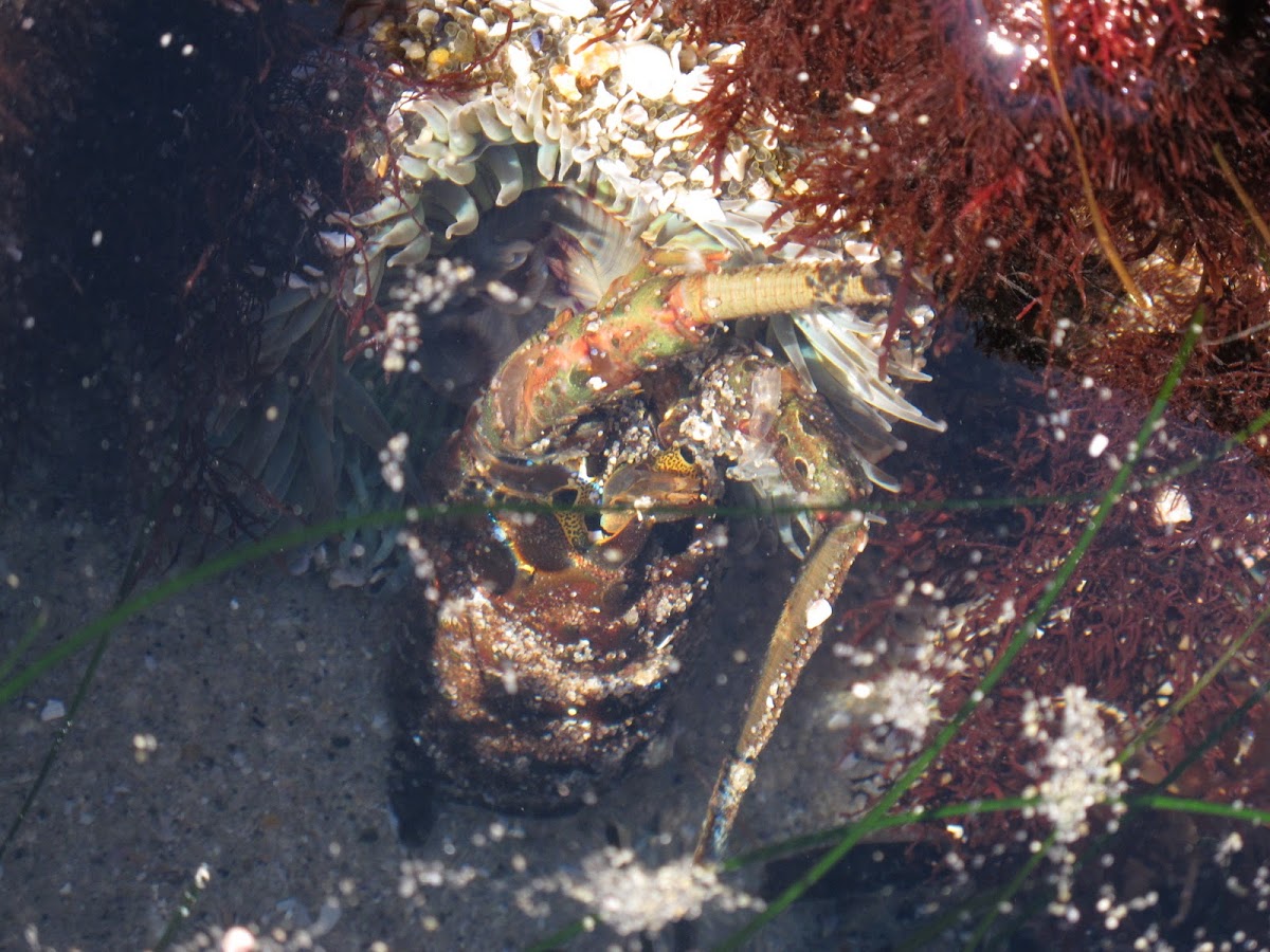 California Spiny Lobster | Project Noah
