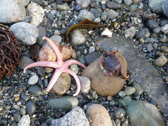 Pacific Blood Star | Project Noah