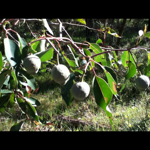 Gumnut tree | Project Noah