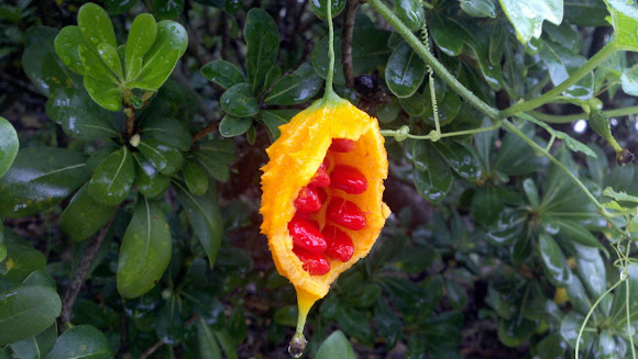 Wild Balsam Apple | Project Noah