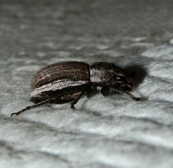 White-fringed Weevil | Project Noah