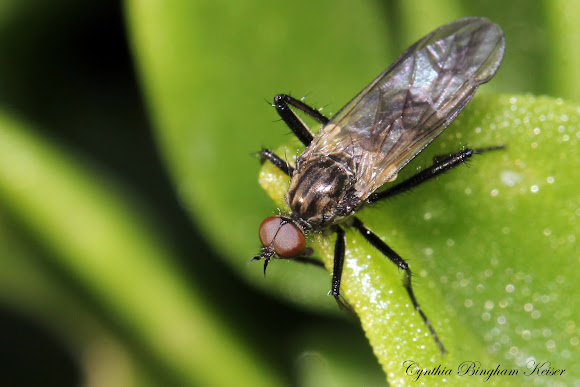 Dance Fly | Project Noah