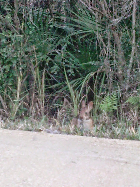 Marsh Rabbit | Project Noah