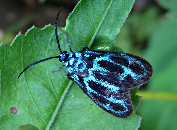 ZYGAENID MOTH | Project Noah