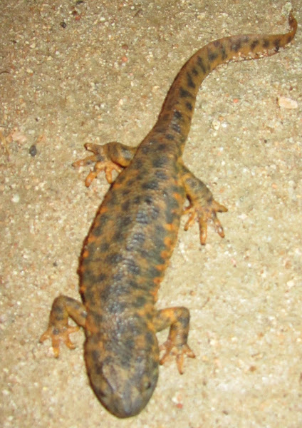 Iberian Ribbed Newt | Project Noah