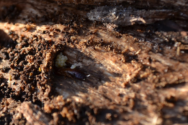 Earwig | Project Noah