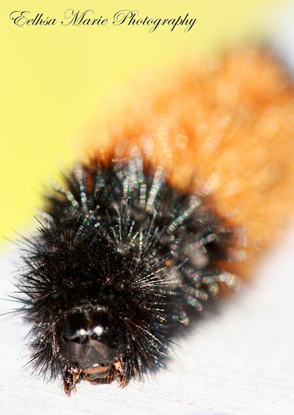 Banded Woolly Bear Caterpillar | Project Noah