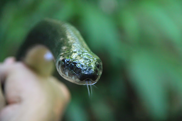 Clelia clelia | Project Noah