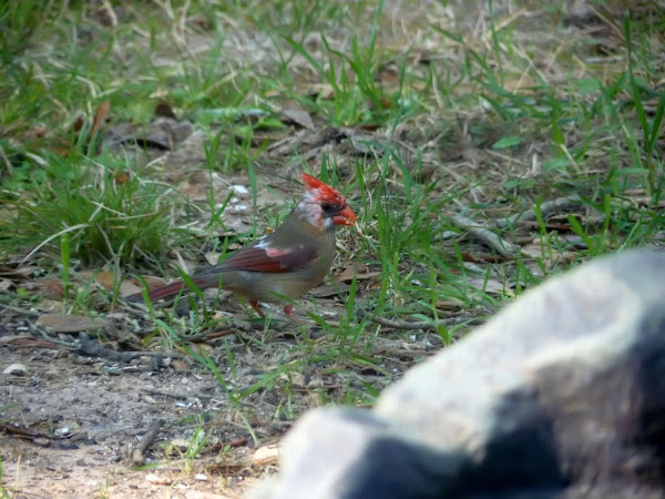 leucistic Northern cardinals | Project Noah
