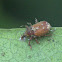Small Weevil | Project Noah