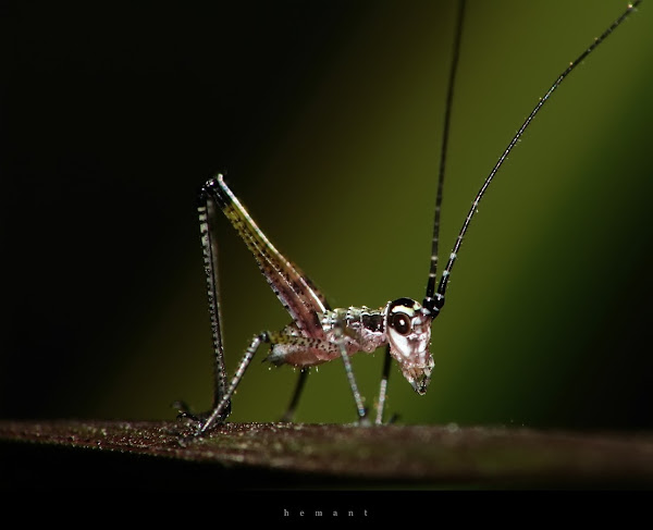 Longhorned Grasshopper Nymph | Project Noah