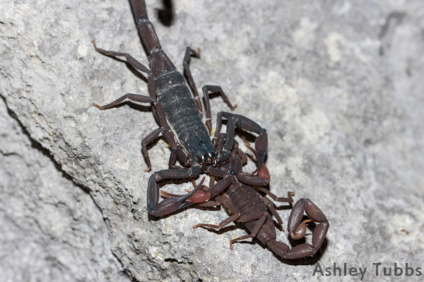 Slender Brown Scorpion | Project Noah