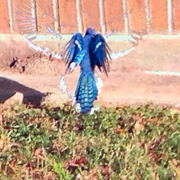 Blue Jay | Project Noah