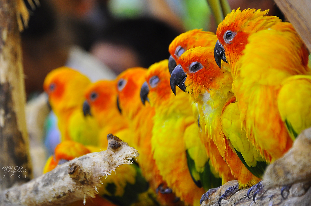 Sun Conure | Project Noah