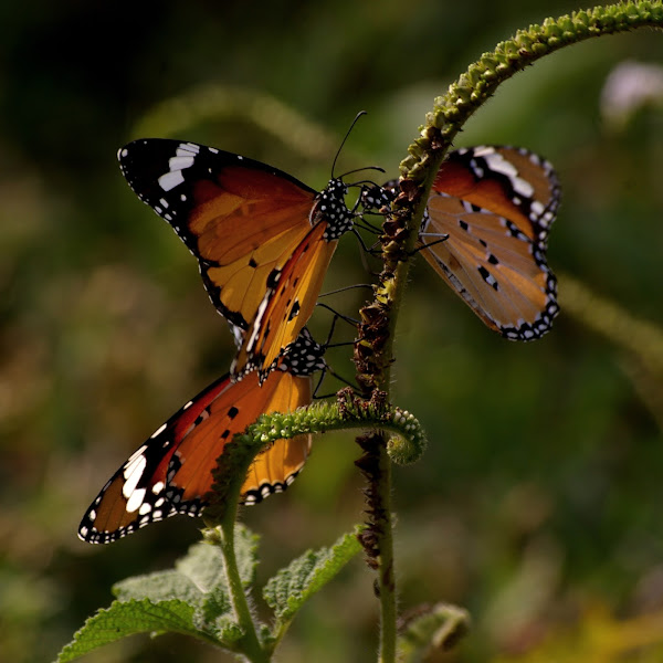 The Common Plain Tiger | Project Noah