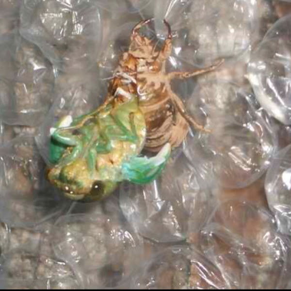 Cicada | Project Noah