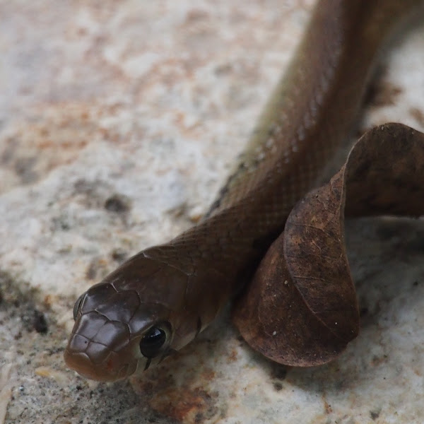 Black Tailed Cribo/Middle American Indigo Snake | Project Noah