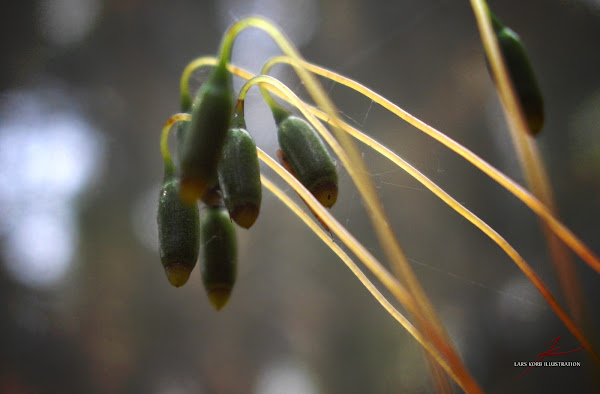 Bryopsida Moss calyptras | Project Noah