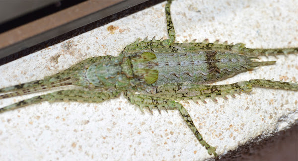 Stick Insect | Project Noah