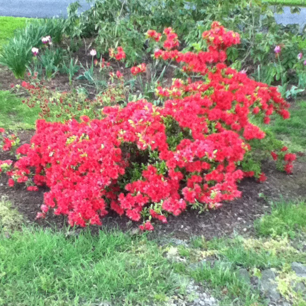 Azalea | Project Noah