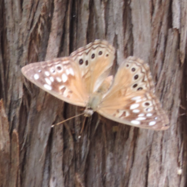 Hackberry Emperor | Project Noah