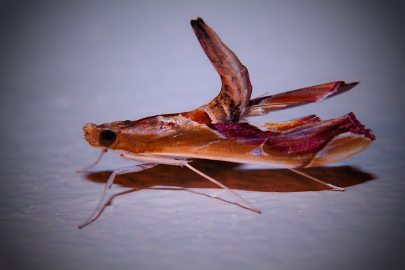 Sky Pointing Moth | Project Noah