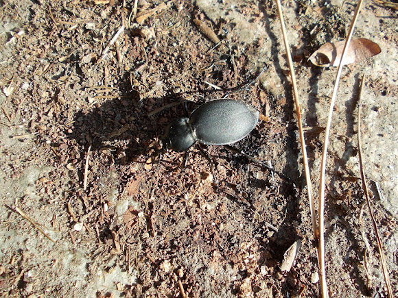 Carabus Greek Beetle | Project Noah