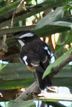 White Browed Robin ( Buff sided Form) | Project Noah