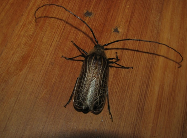 Huhu Beetle | Project Noah