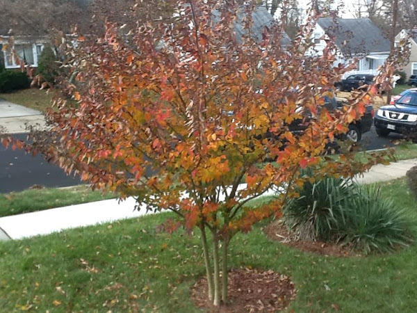 Crepe Myrtle | Project Noah