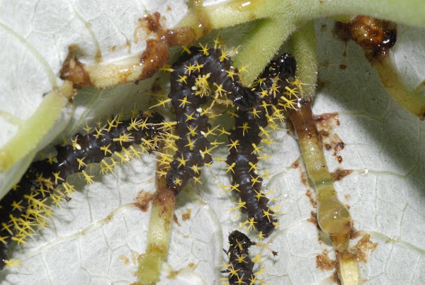 Dirce beauty (larvae) | Project Noah