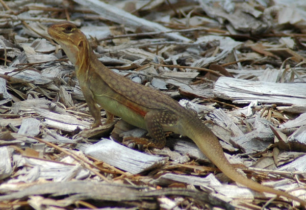Butterfly Lizard | Project Noah