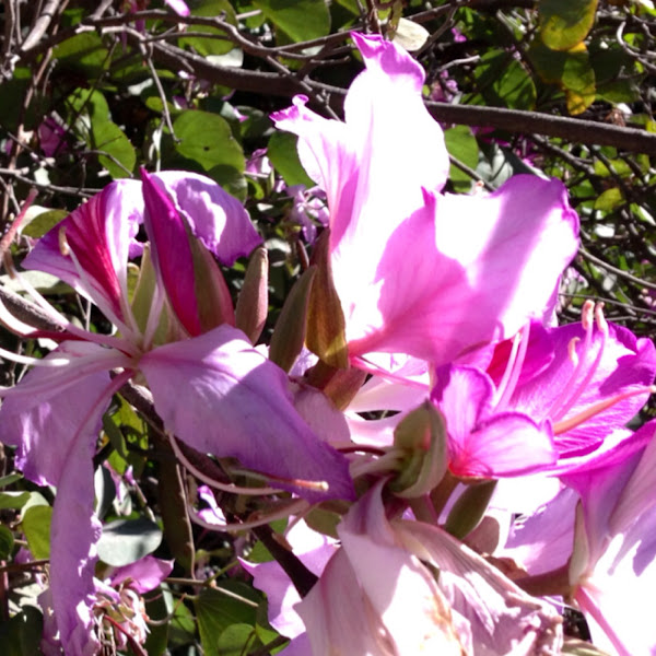 Árbol Orquídea, Purple orchid tree | Project Noah