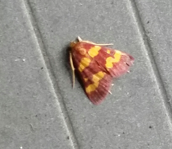 coffee-loving pyrausta moth | Project Noah