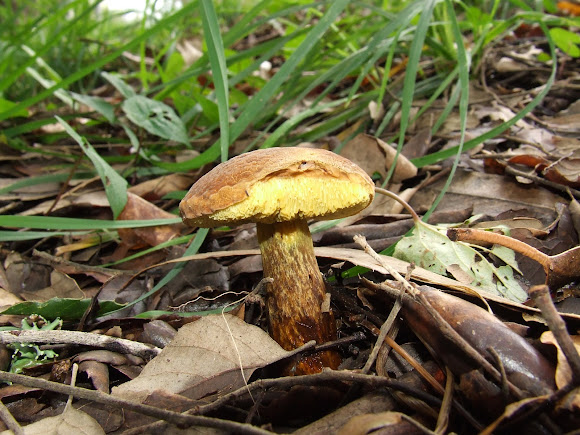 Xerocomus sp | Project Noah