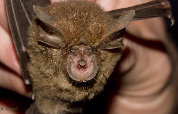 Eastern Horseshoe Bat | Project Noah