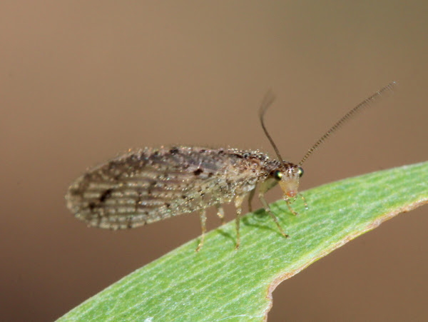 Brown lacewing | Project Noah